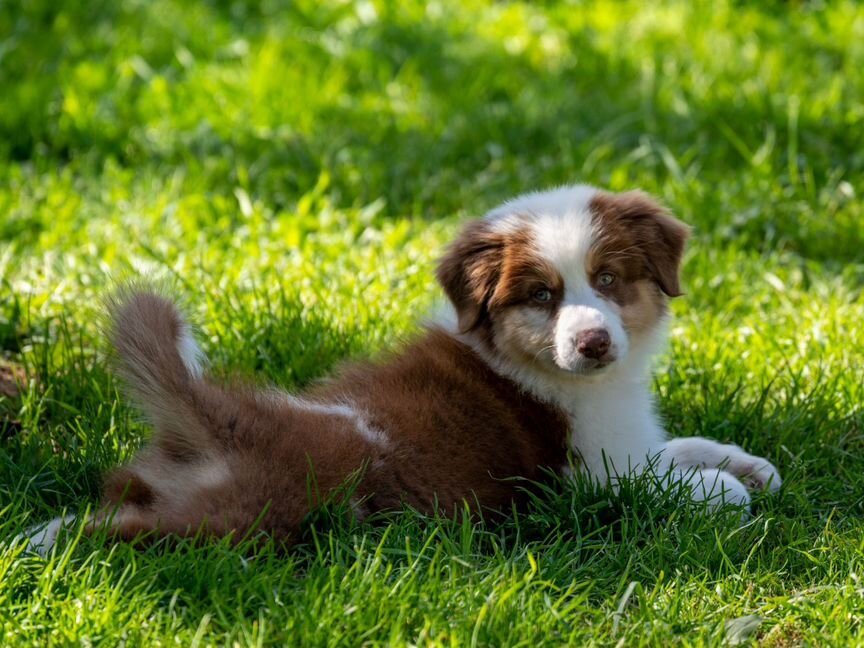 Австралийская овчарка