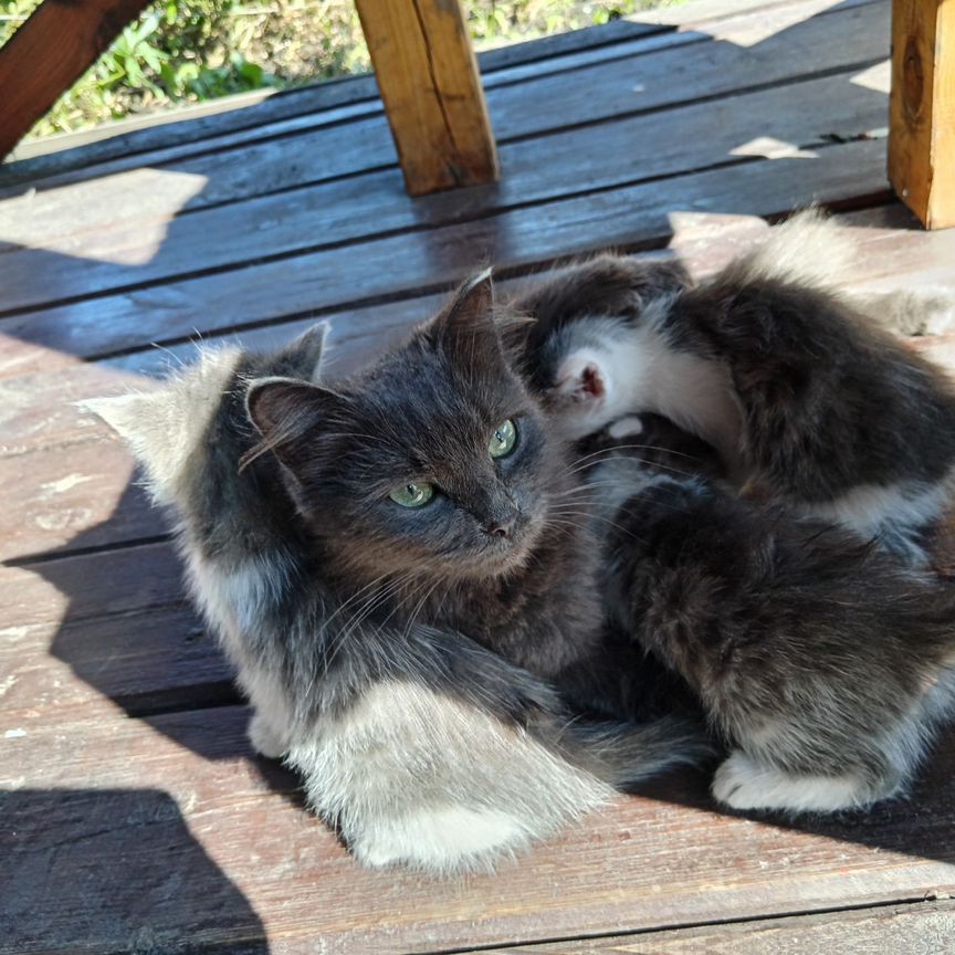 Отдам котенка в добрые руки