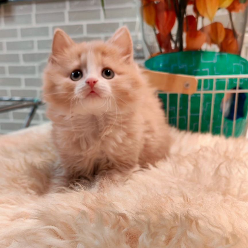 Сибирский котёнок