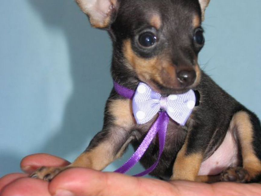 Крошки на ладошке супер мини щенки той терьера мал