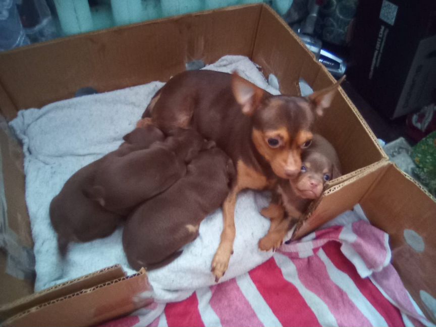 Собака