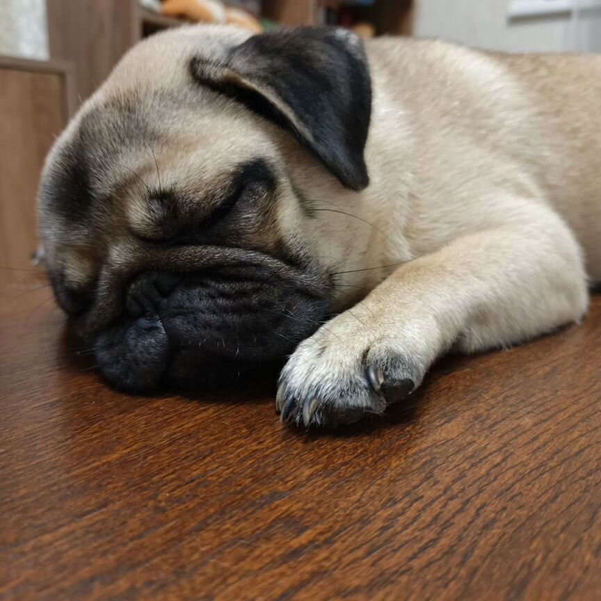 Мопс 1 год