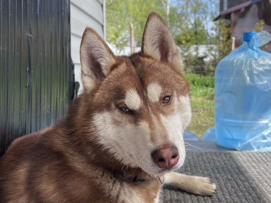 Кобель хаски с документами 9 месяцев