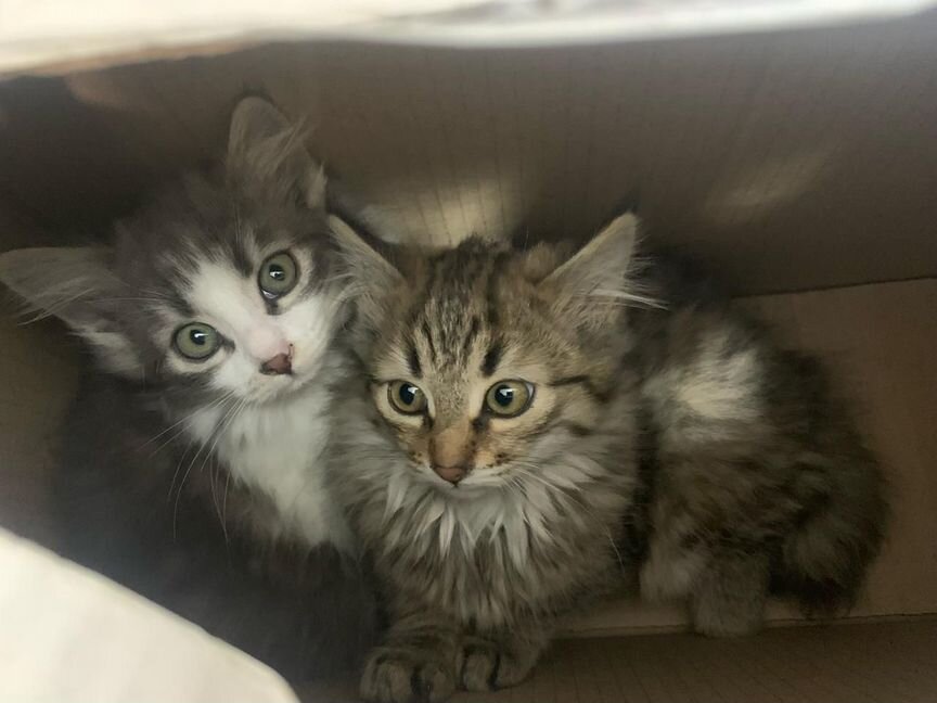 Котята девочки в добрые руки 3,5 месяца