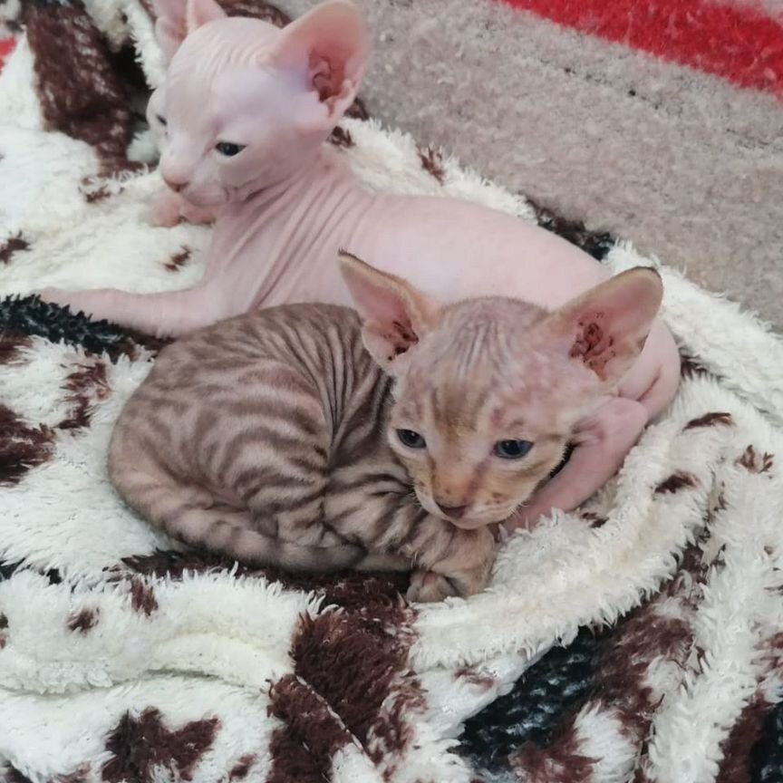 Канадский сфинкс котенок