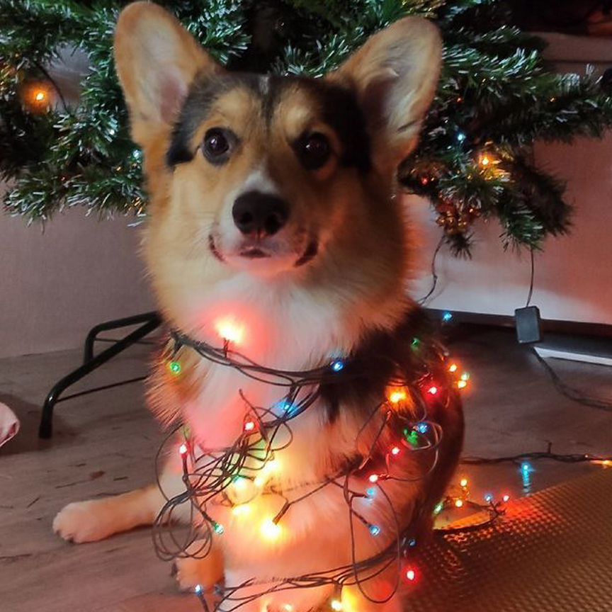 Парень для вязки