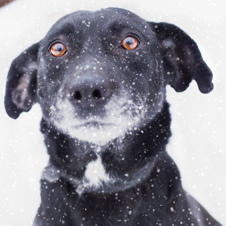 Взрослая собака в добрые руки