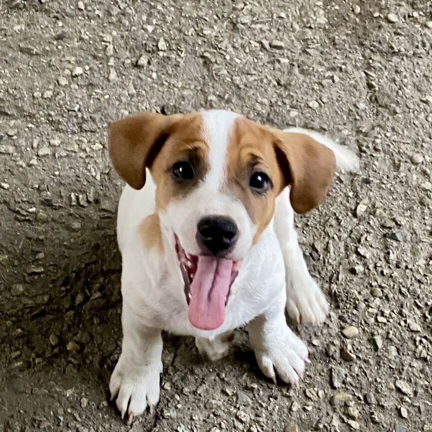 Щенки джек рассел терьер