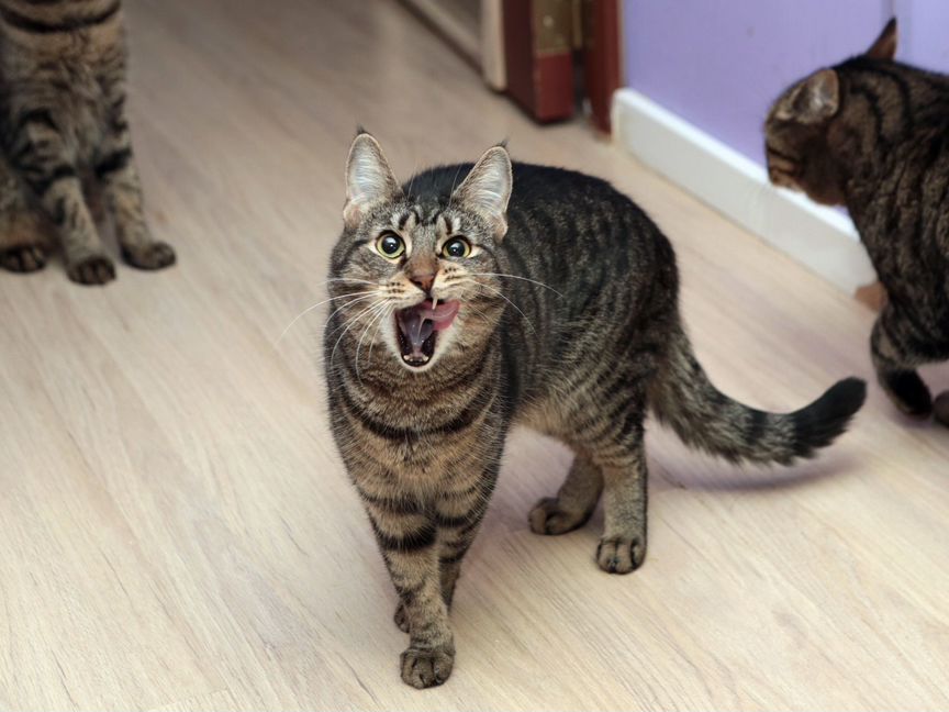 Кошечка Миджи ищет дом