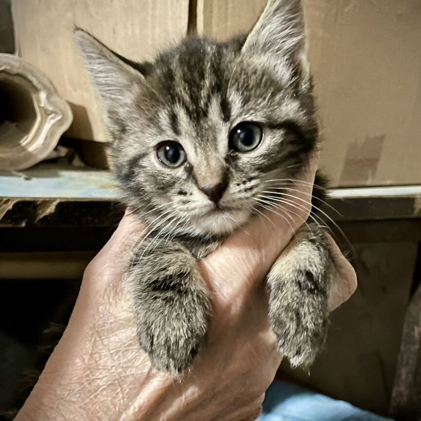 Котята меньше ладошки: мальчик и девочка 1 мес