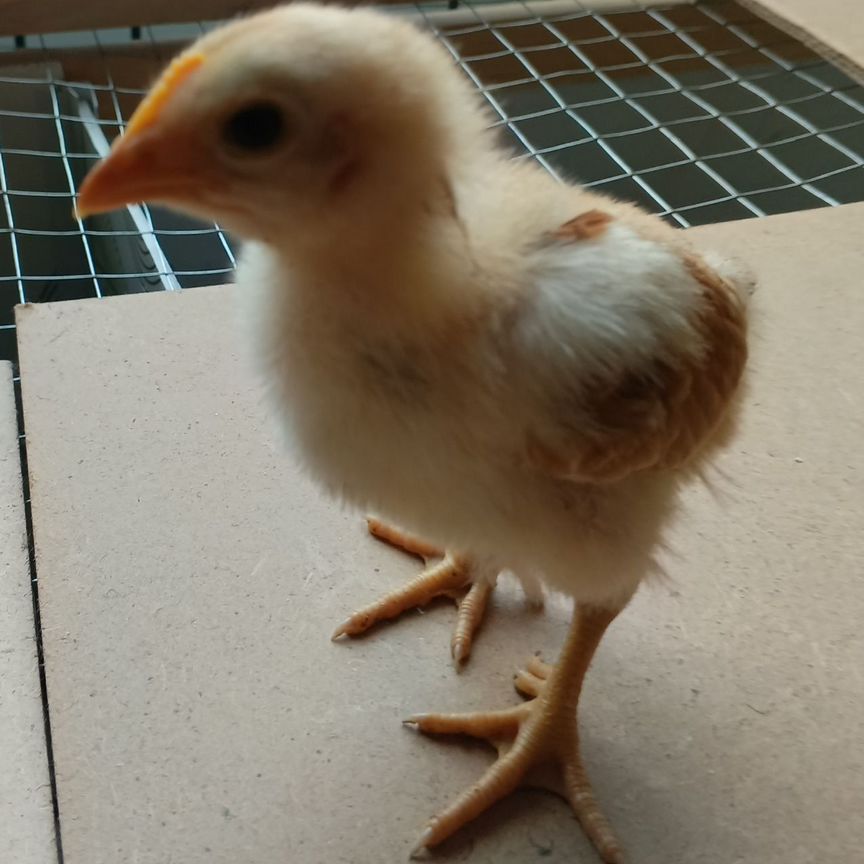 Цыплята петушки