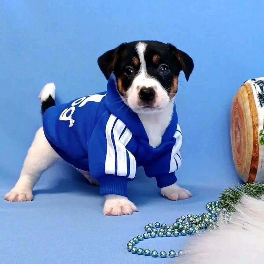 Джек-рассел-терьер, щенок