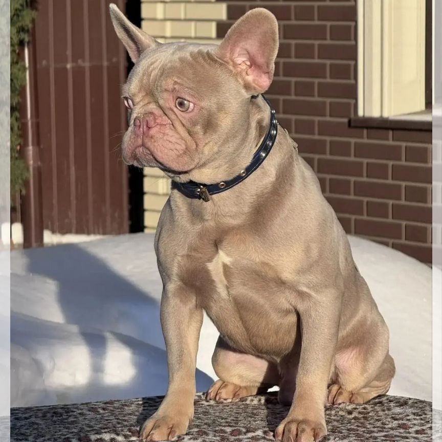 Французский бульдог, взрослый пёс