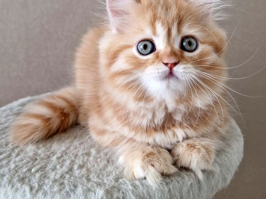 Хайленд страйт, котик