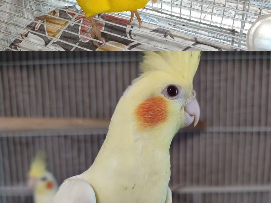 Попугай корелла, какарик