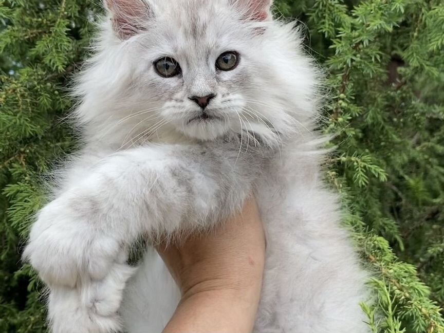 Котенок мейн-кун
