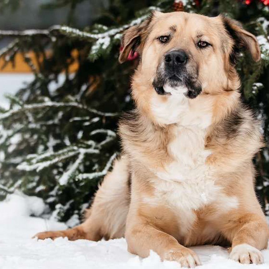 Взрослый пёс в добрые руки