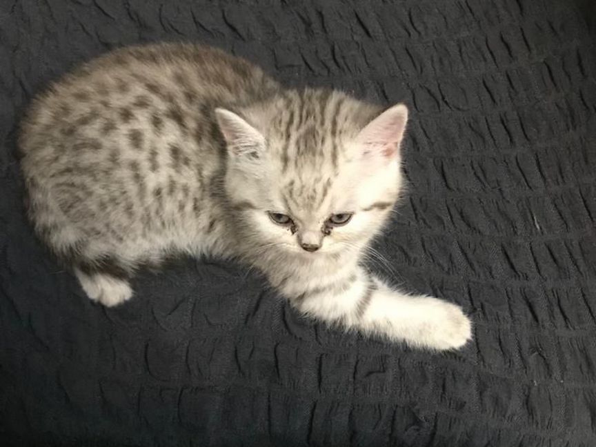 Шотладский котенок