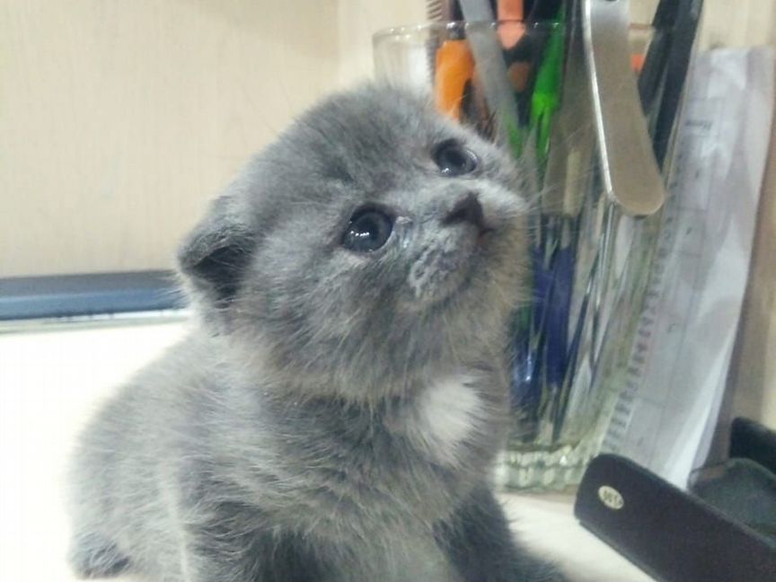 Шотландские вислоухие котята