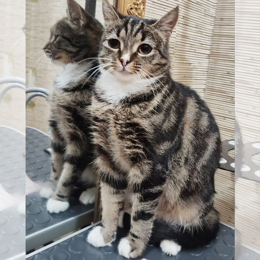 Взрослая, кошка в добрые руки