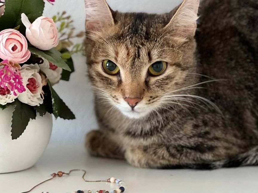Кошка Клодия