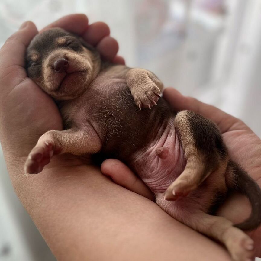 Русский той-терьер, щенок