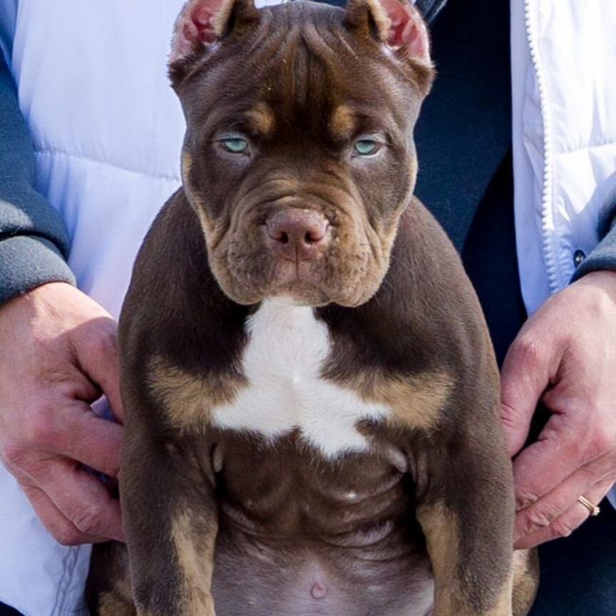 Американский булли шикарный шоколадный триколор