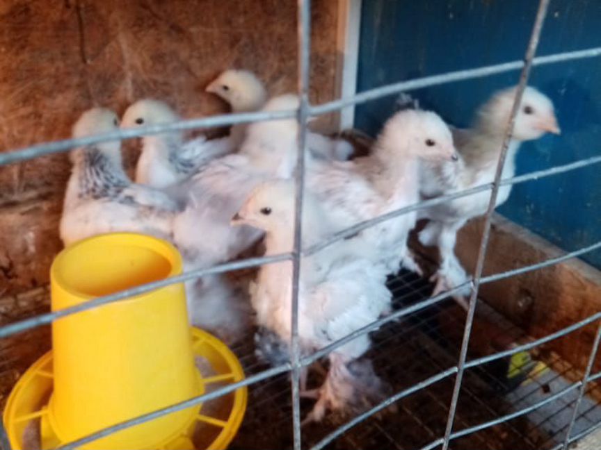 Цыплята брама,австролорп