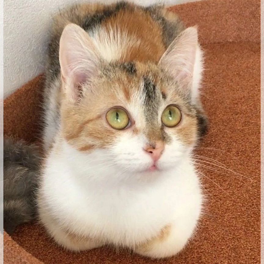 Кошечка в добрые руки