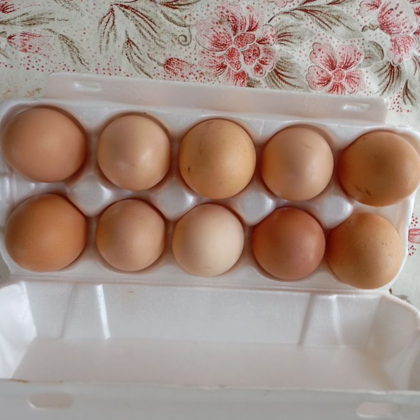 Яйцо от домашних кур