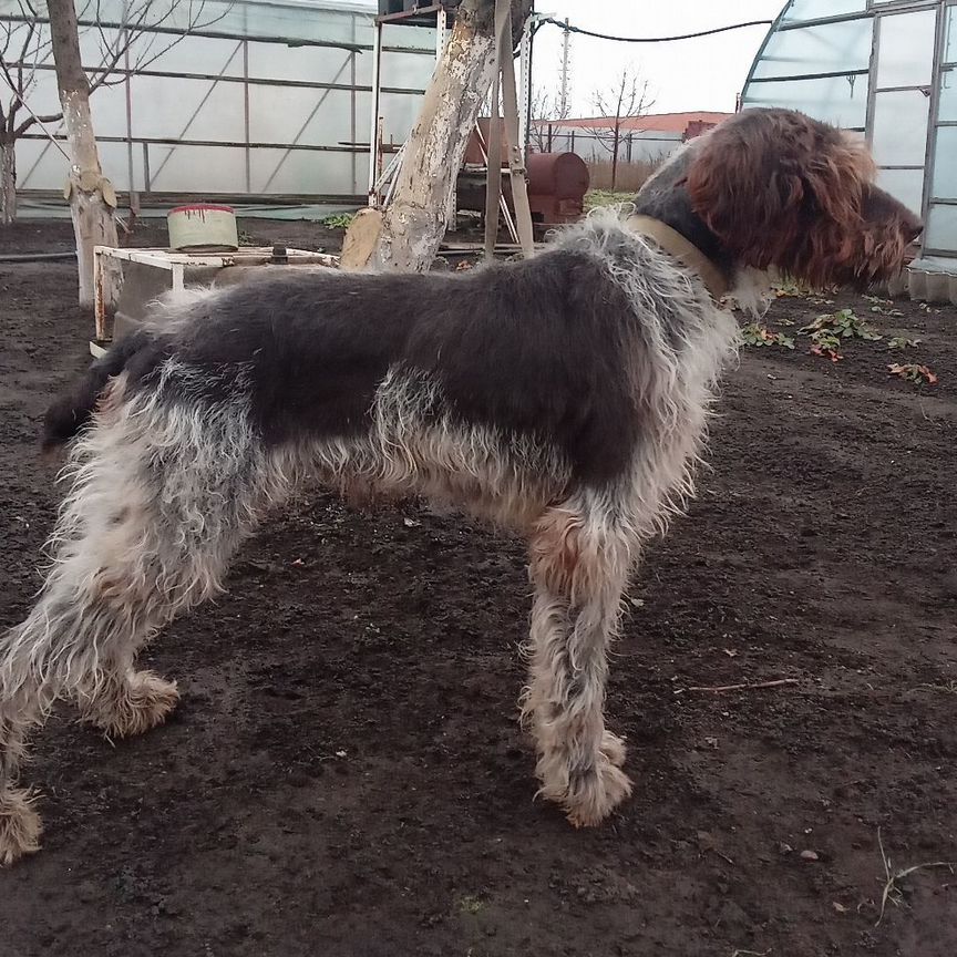 Дратхаар, взрослый пёс