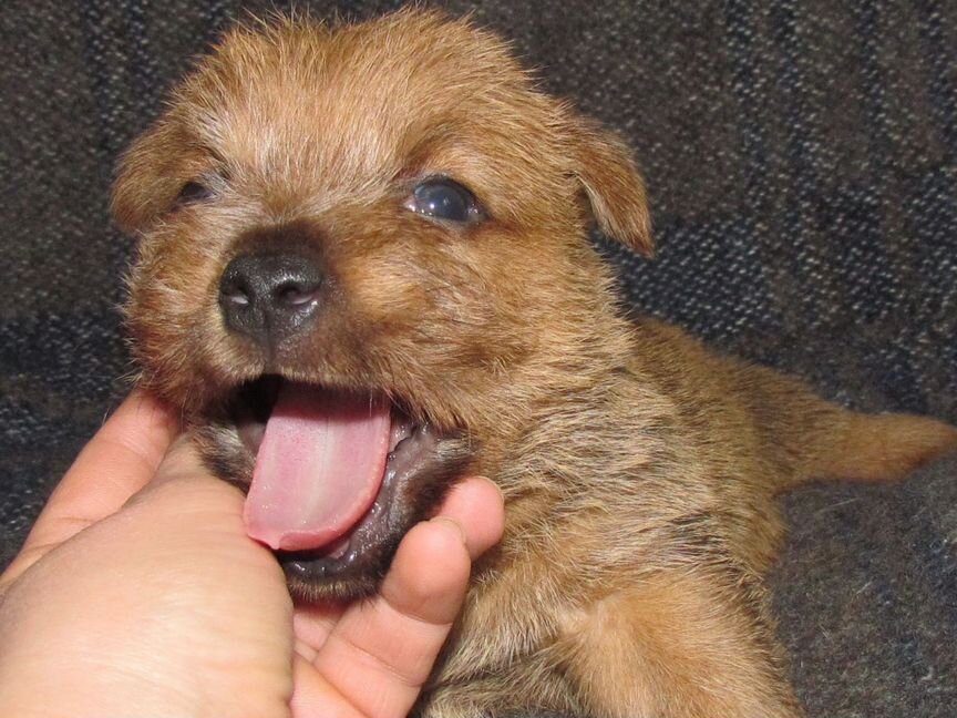 Щенки норвич терьера