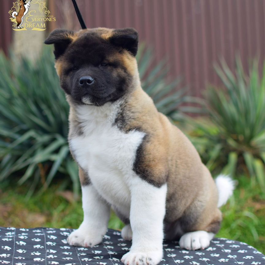 Шикарный малыш американец