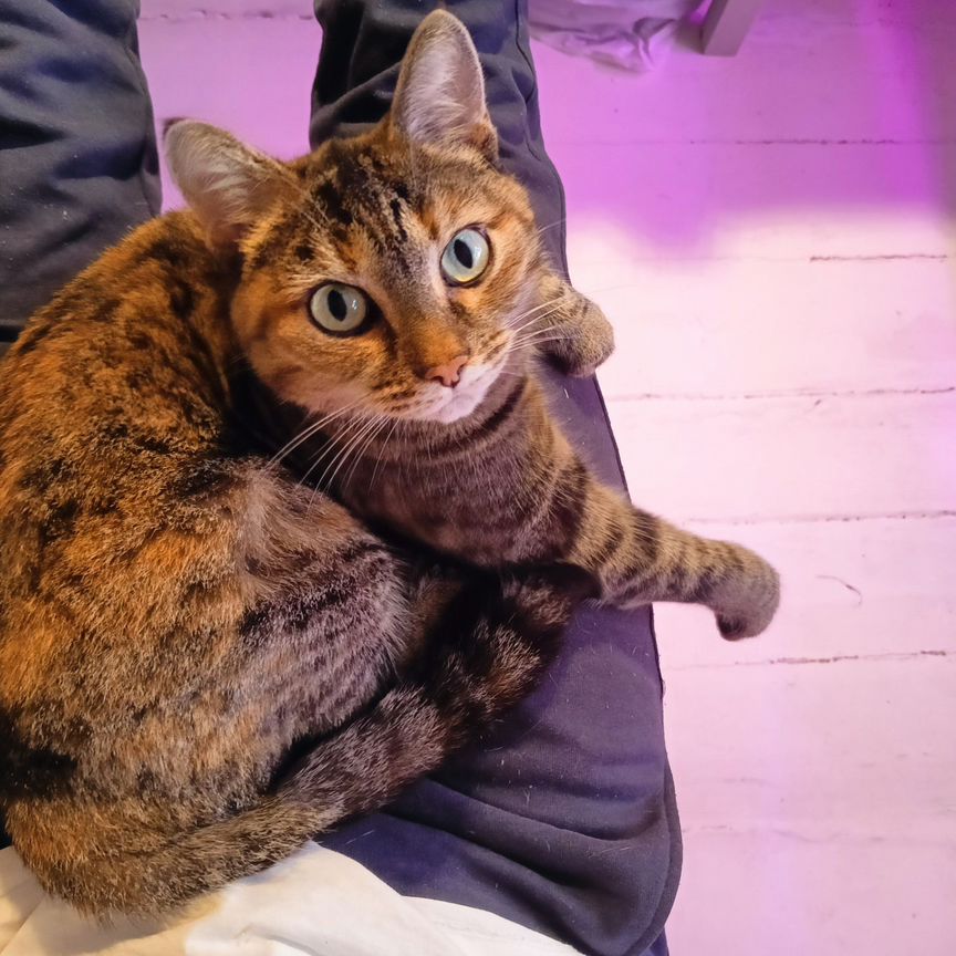Замечательная кошка