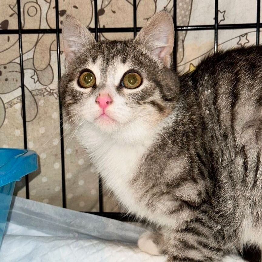 Котёнок девочка Пинки в добрые руки