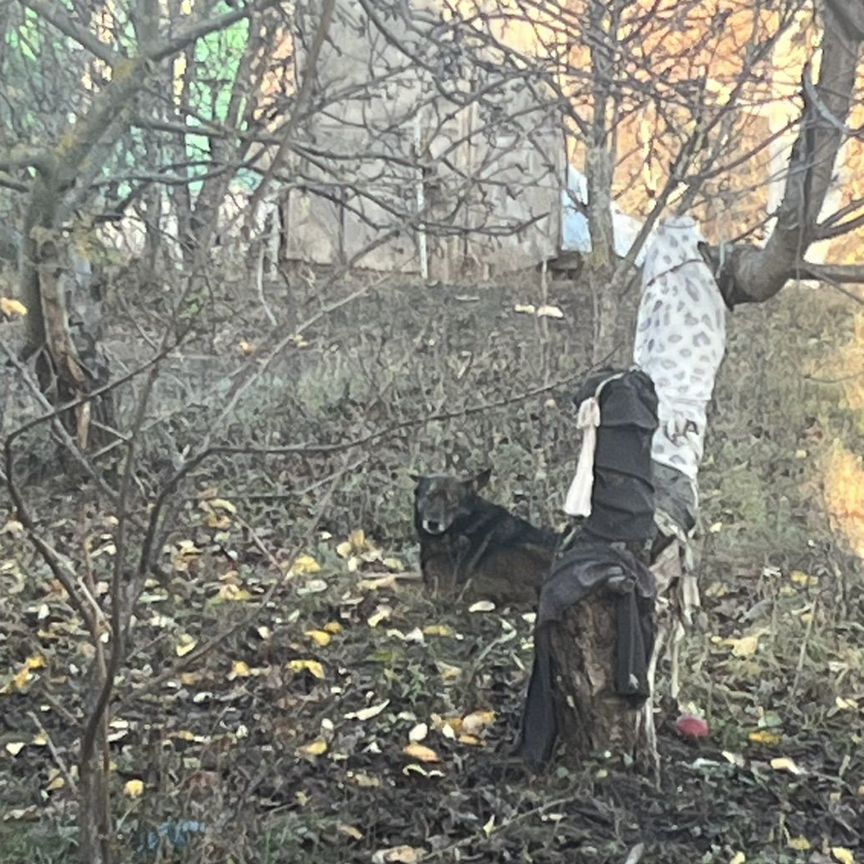 Взрослая собака в добрые руки