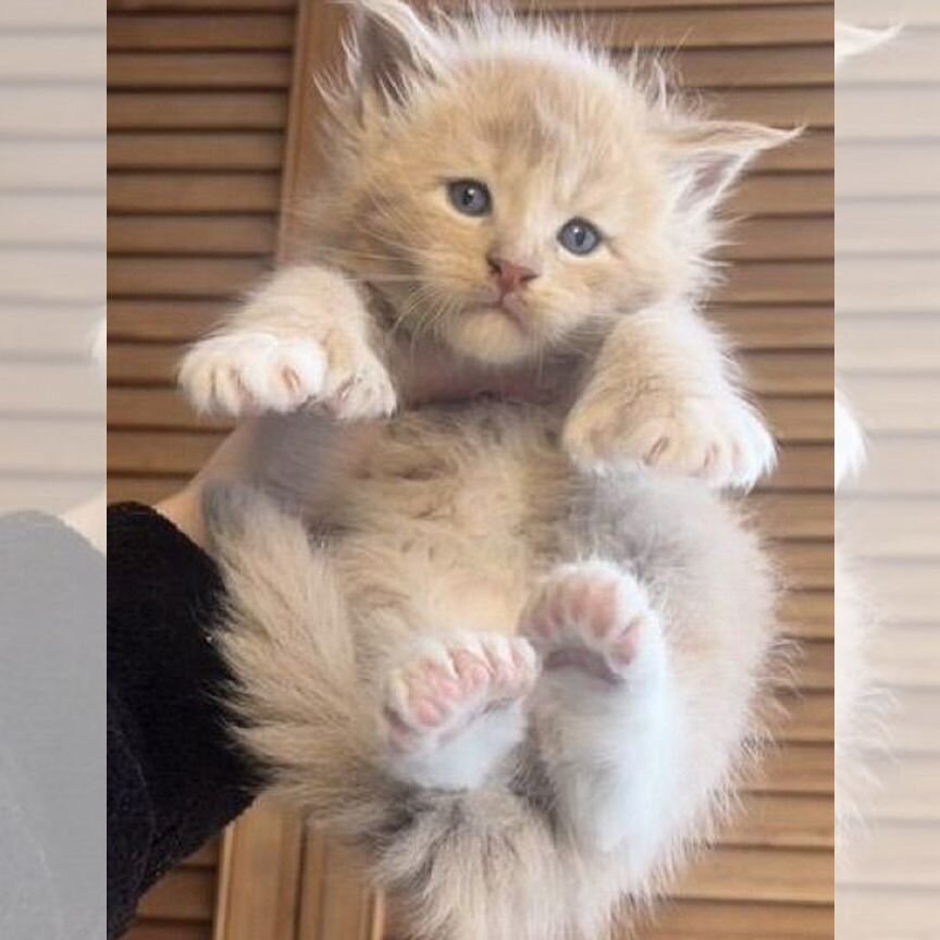 Мейн-кун котёнок