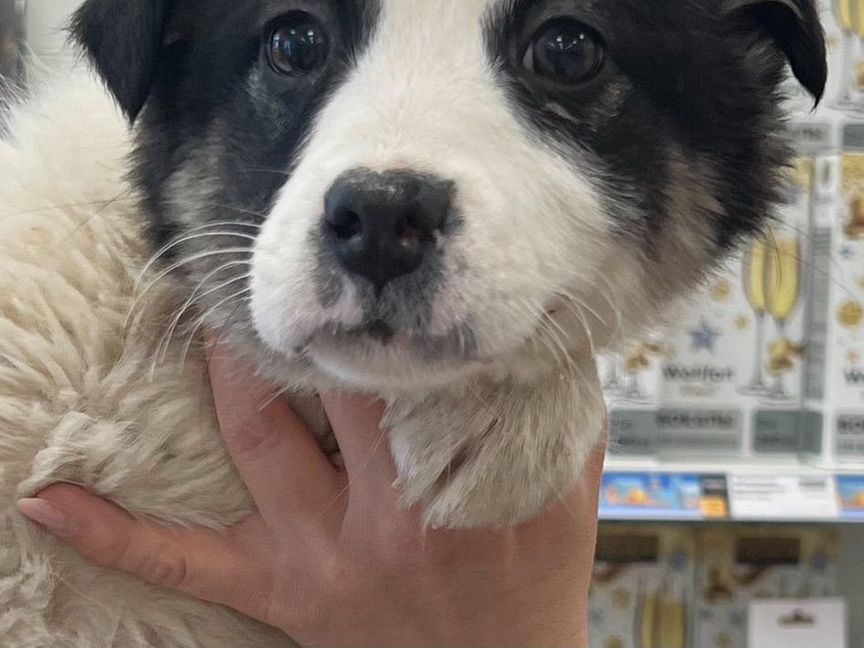 Необыкновенный малыш. Щенок