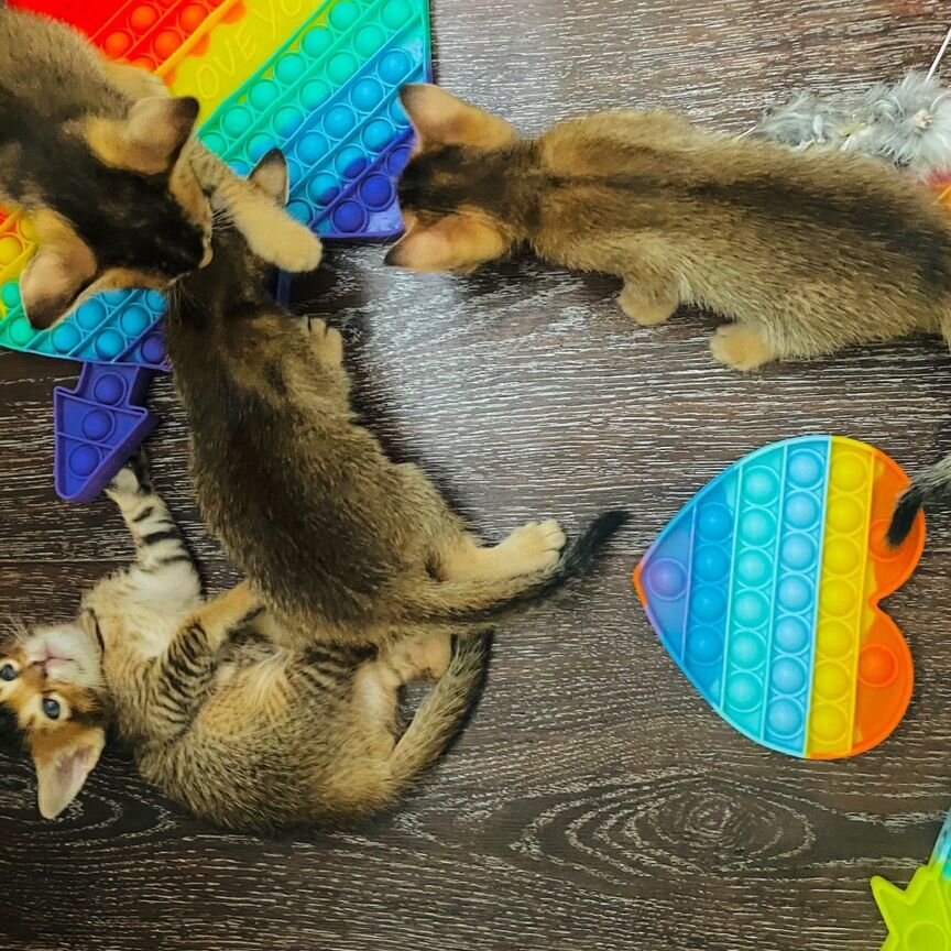 Котята
