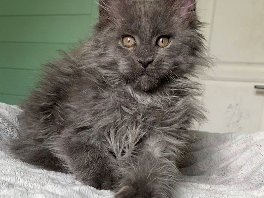 Кошечка Мейн-кун голубой дым