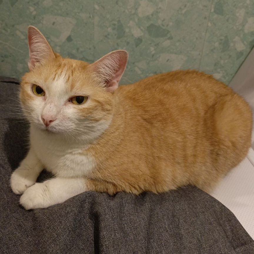 Взрослая, Девочка кошка в добрые руки