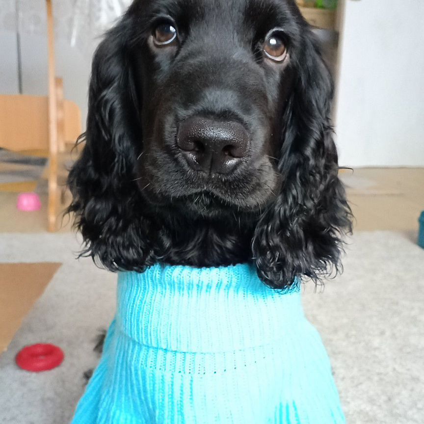 Отдам бесплатно в добрые руки