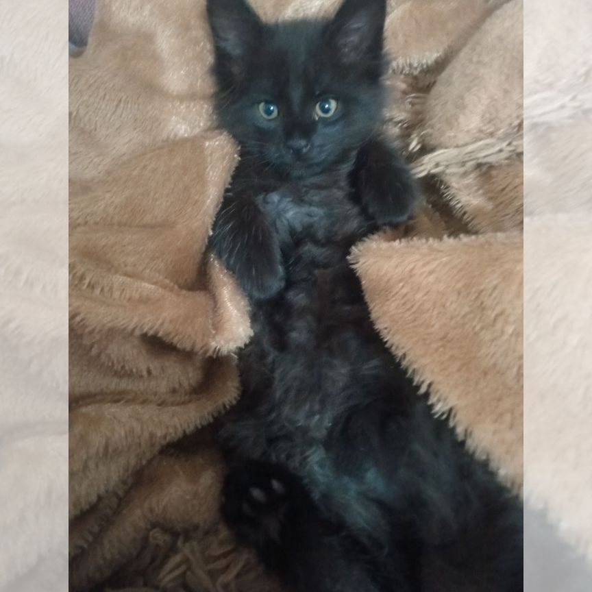 Мейн-кун котёнок