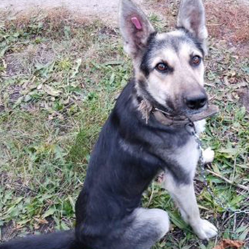 Собака в добрые руки