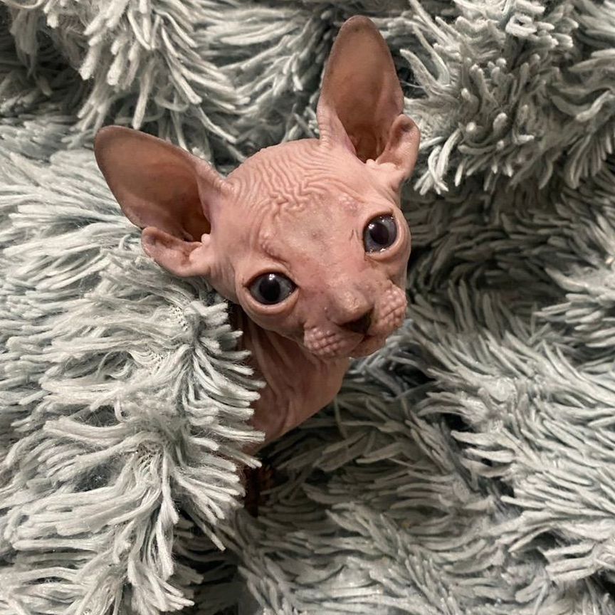 Канадский сфинкс котёнок