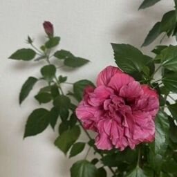 Des - официальная страница во всех регионах