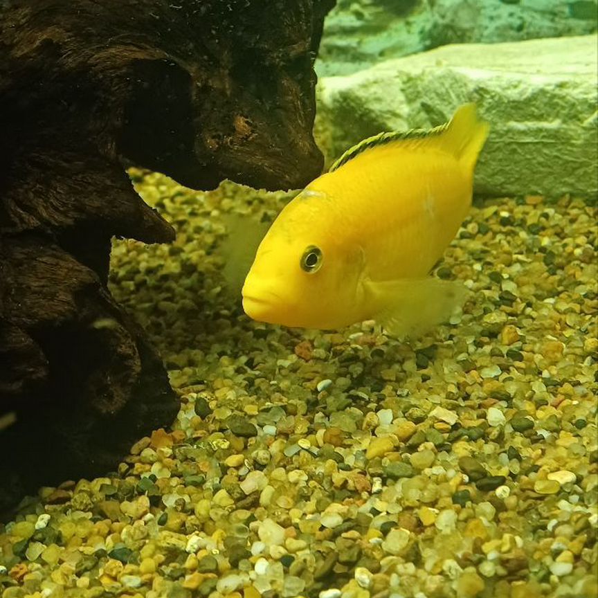 Аквариумные рыбки