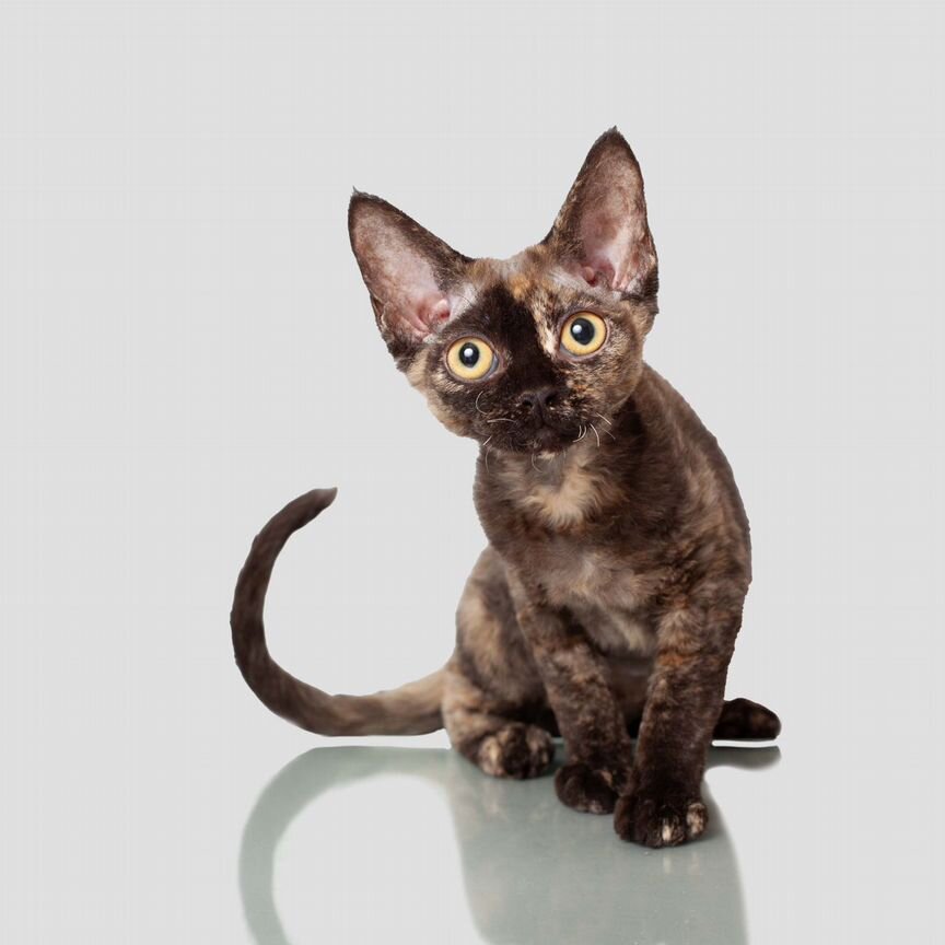 Умная и красивая девочка девон-рекс