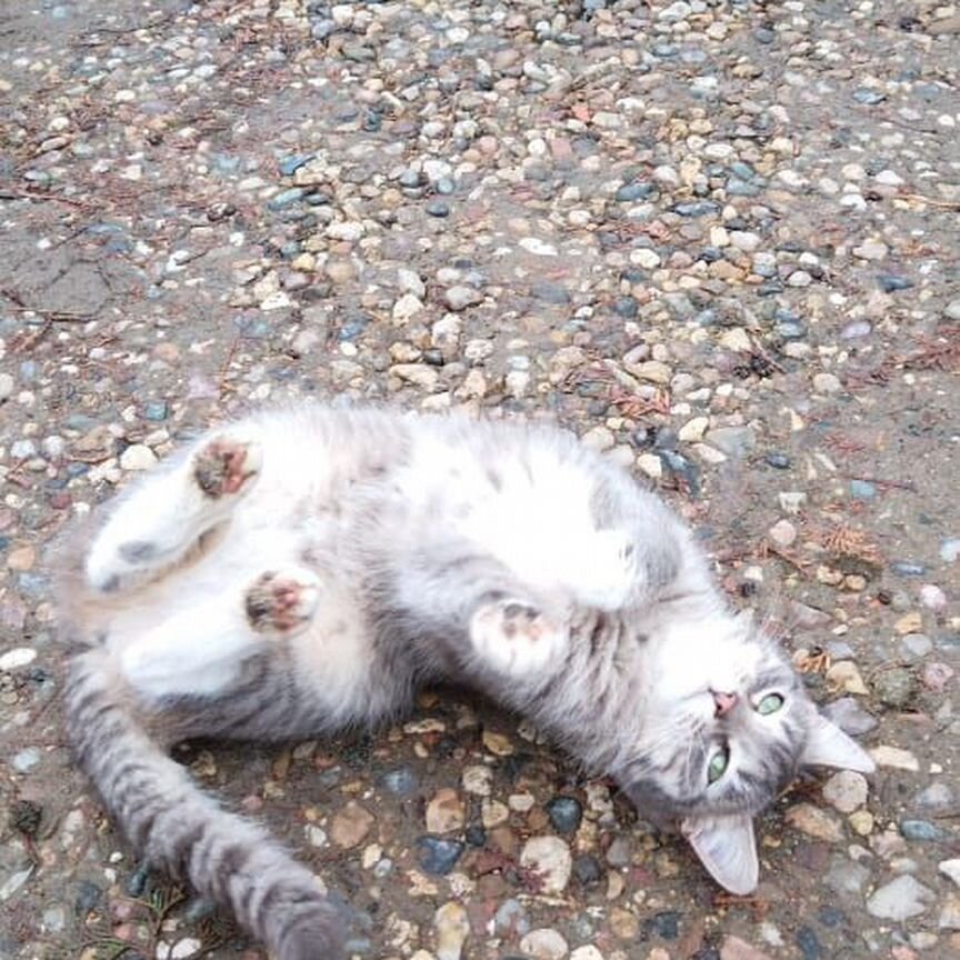 Котята в добрые руки бесплатно