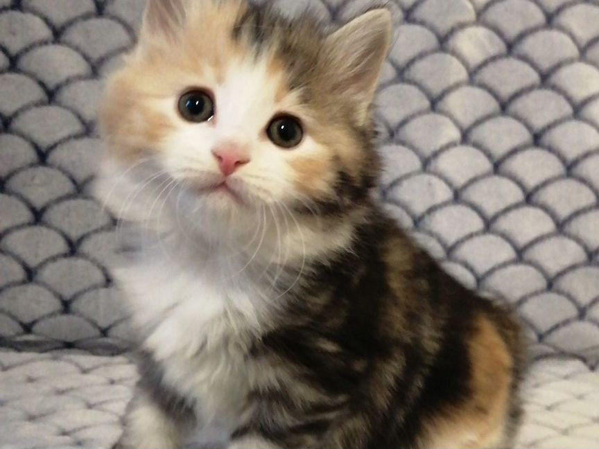 Курильские котята